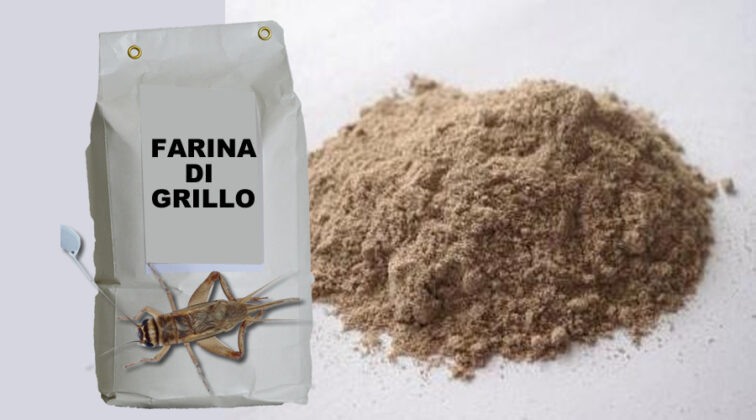 Farina di grilli. Grillo in polvere nei nostri piatti dal 24 gennaio ...